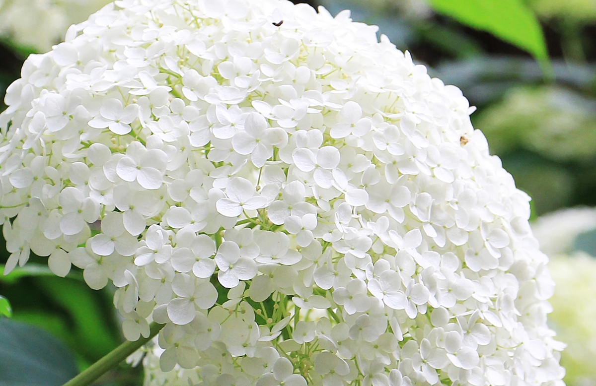 Best Hydrangeas for USDA Hardiness Zone 3 - Cold Hardy Varieties