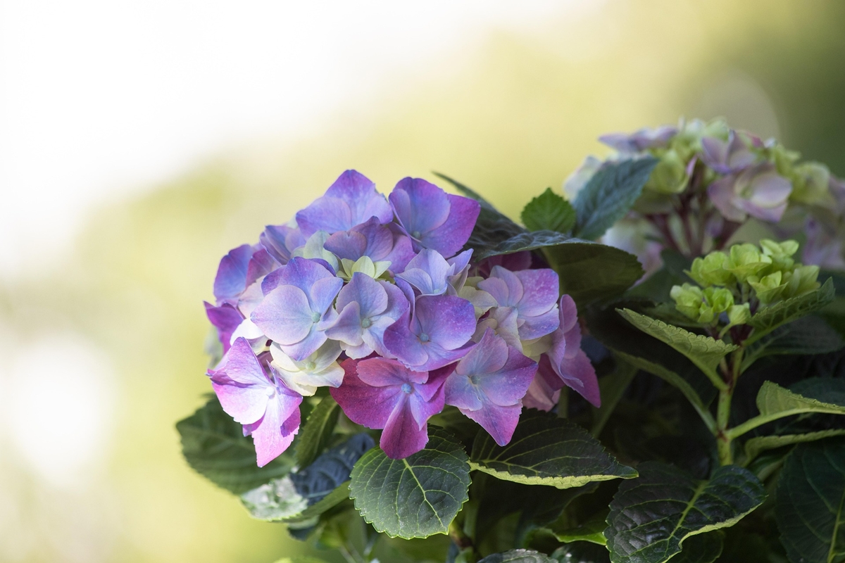Best Hydrangeas for USDA Hardiness Zone 5 - Cold Hardy Varieties