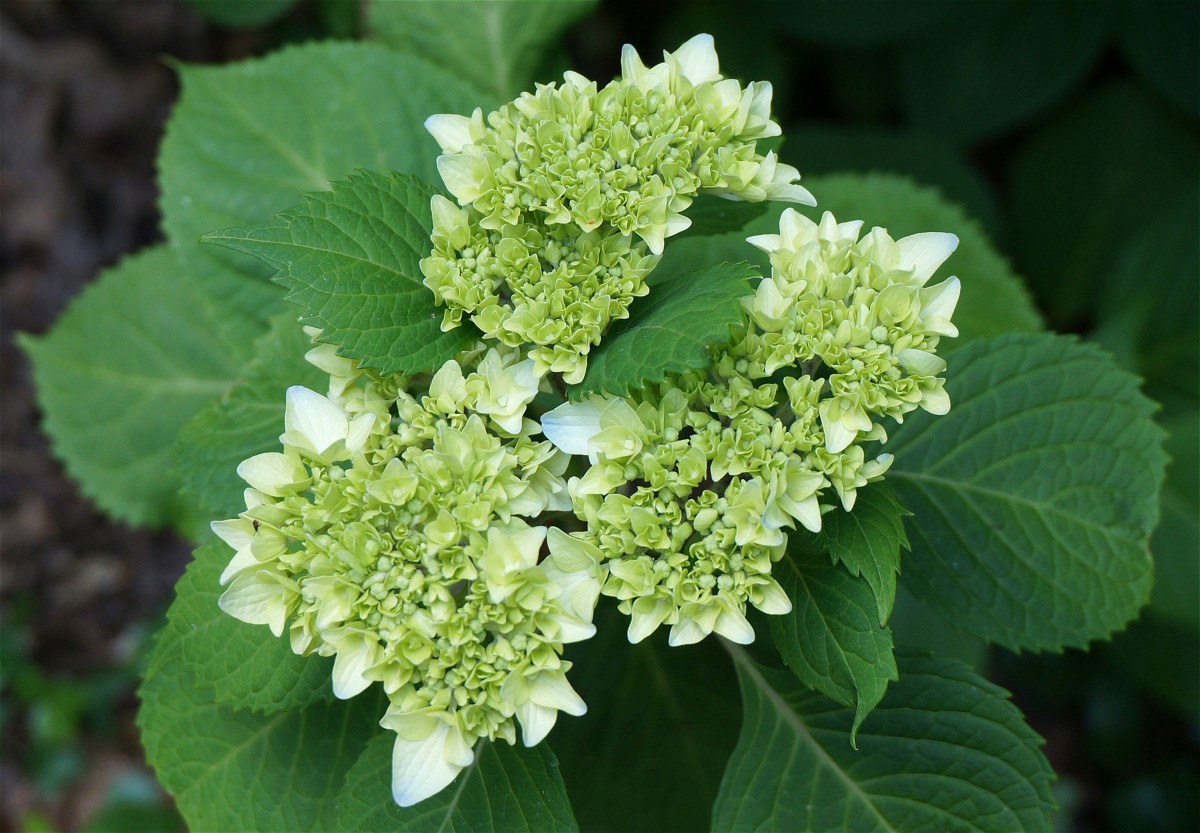 Hydrangea Companion Herbs - What to Grow with Hydrangeas