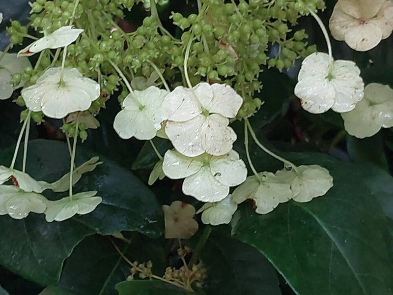 The Ultimate Guide to Hydrangea seemannii