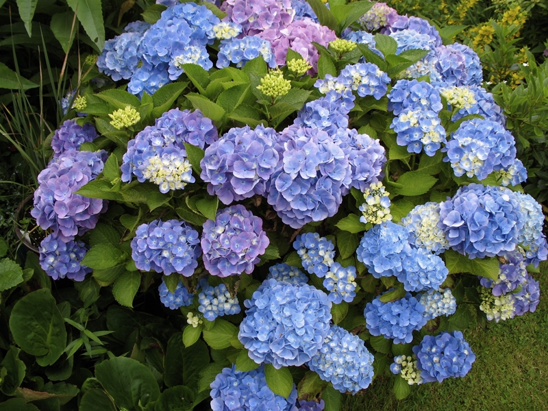 Hydrangea Library - Care, Varieties, and Gardening Tips